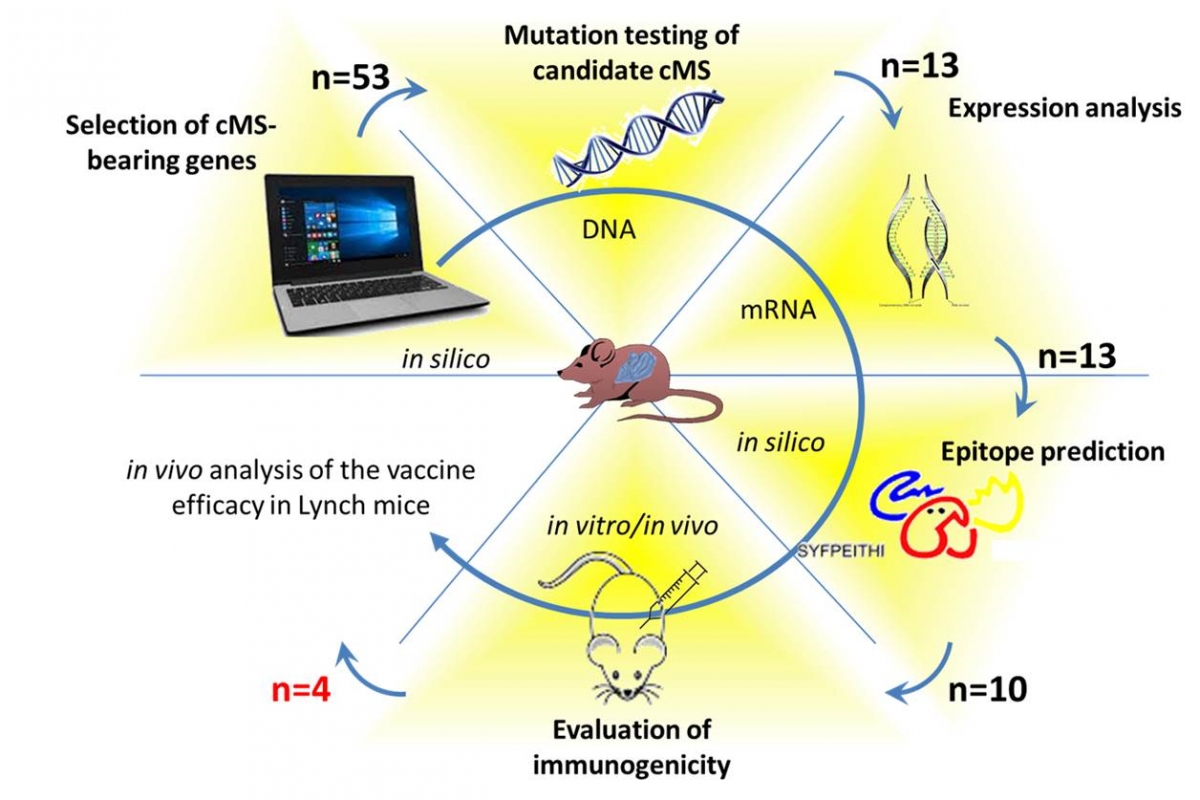 Modelling MSI immunology in mice – ATB - Applied Tumor Biology ...